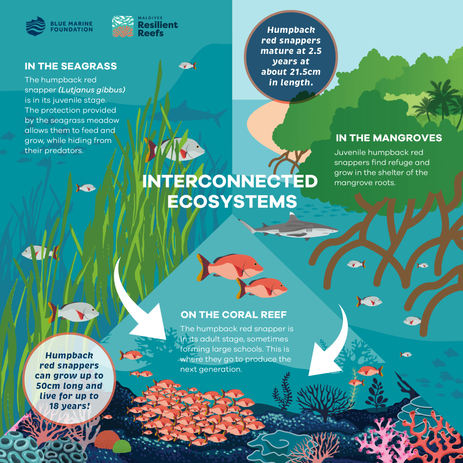 1: Maldives Marine Environment — Masmahaa Veshi