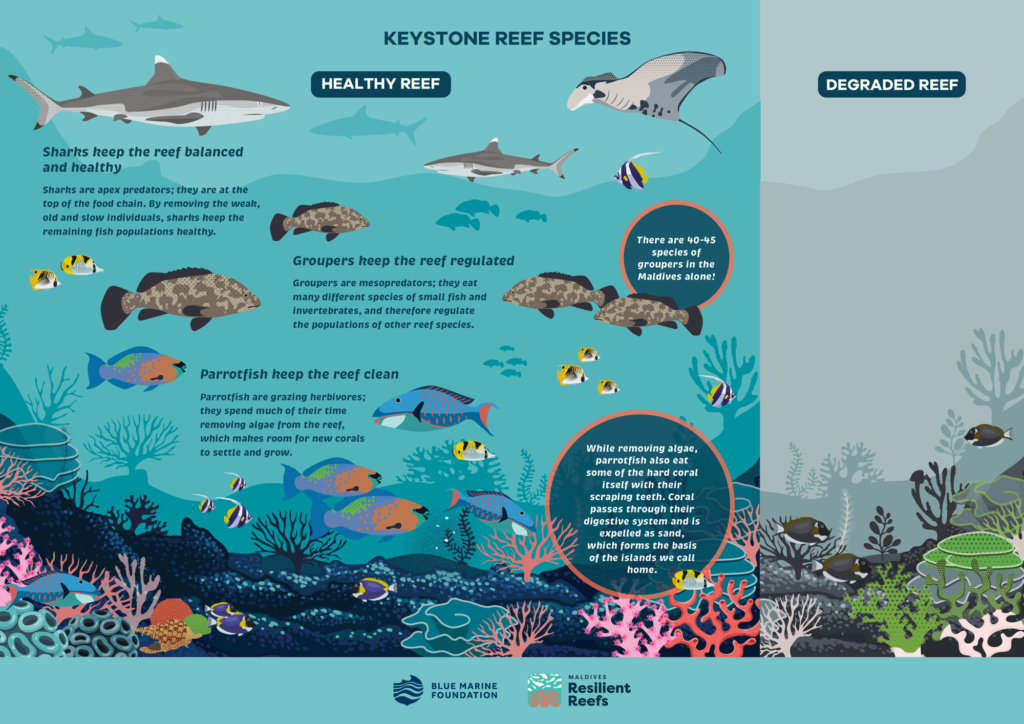 1: Maldives Marine Environment — Masmahaa Veshi